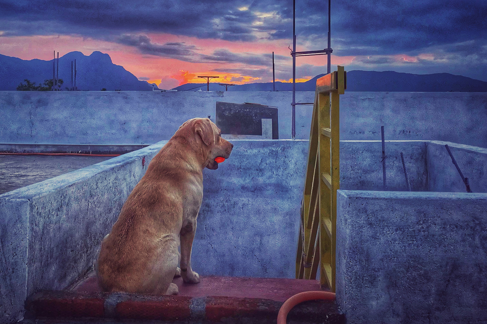 Duke Is Back! : Seams Of Gold